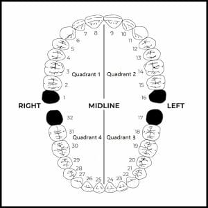 How Teeth Are Numbered and Named | Comprehensive Guide